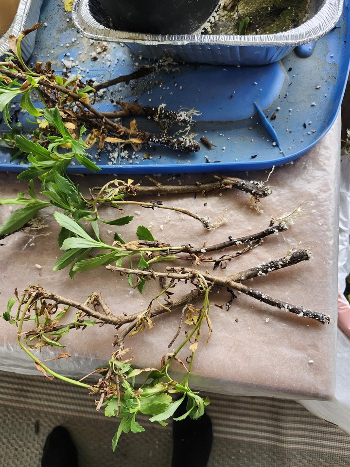 Montauk Daisy Live Plant Perennial Mounding Bare Root Starter White ...