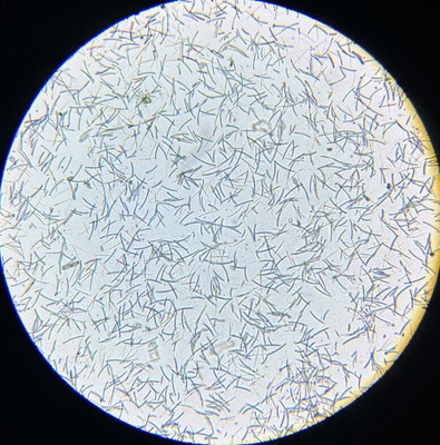 Microscopes & Lab Equipment - Microscope Germany