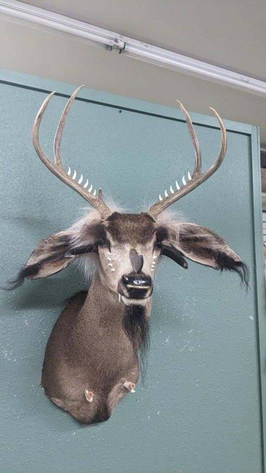 Whitetail Deer Real Antler Deer Taxidermy Mount Freak Deer Dracula | eBay