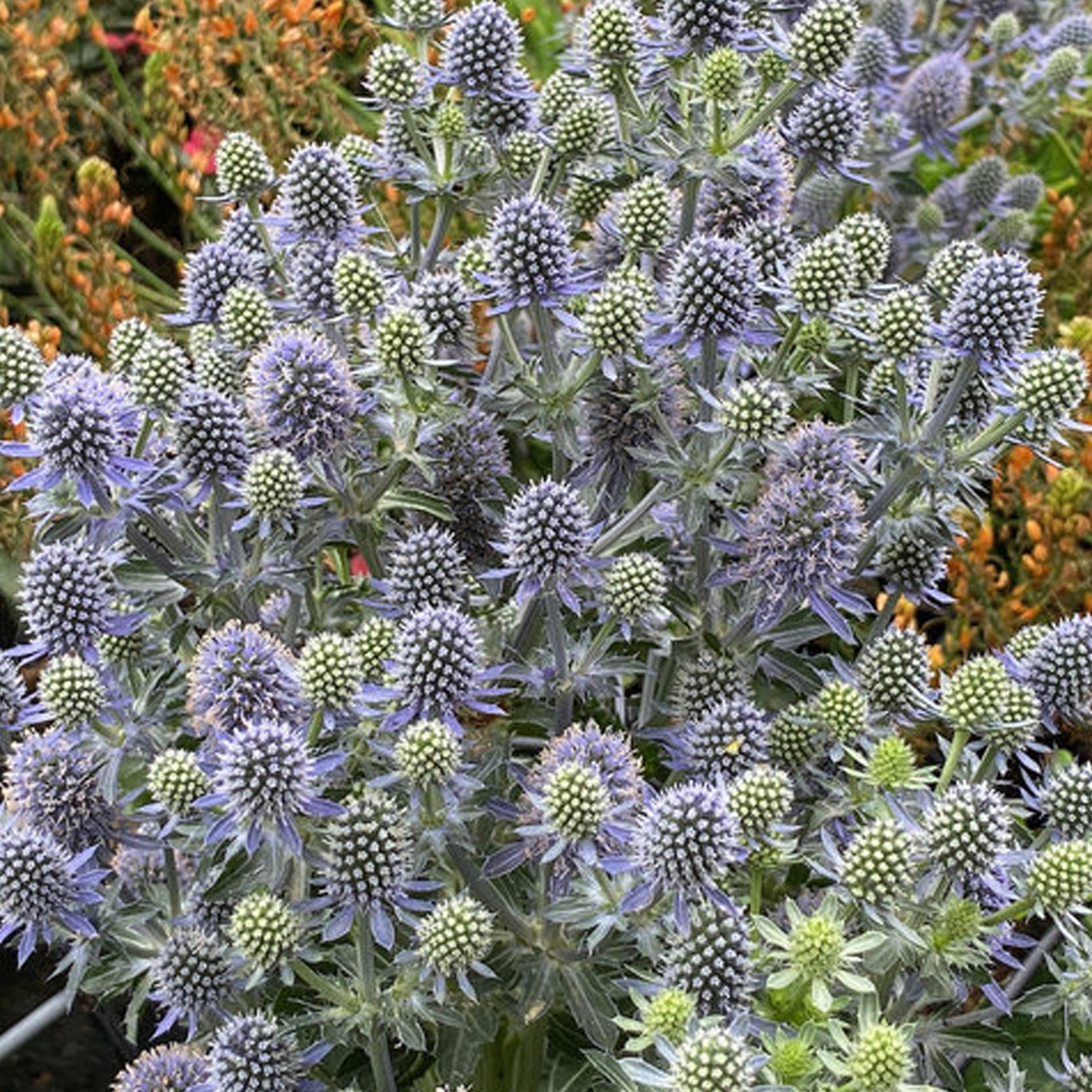 Eryngium Grumpy Sea Holly Perennial Garden Ready Outdoor Plants in ...