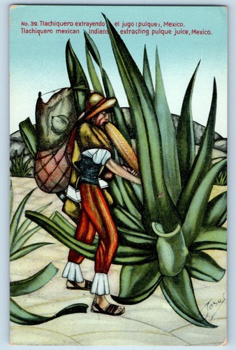 Mexico Postcard Tlachiquero Mexican Indians Extracting Pulque Juice ...