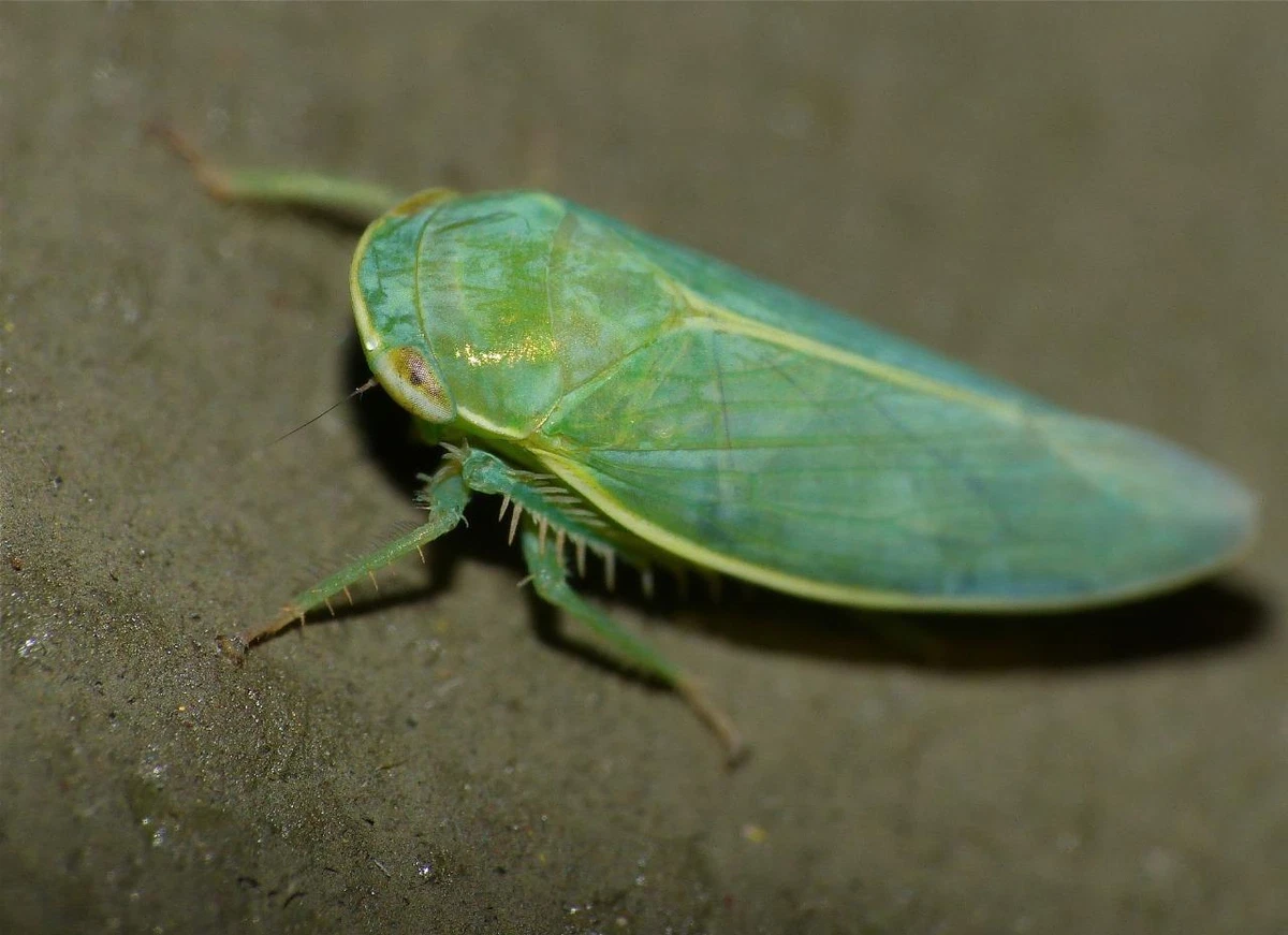 Cicadellidae