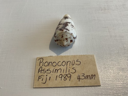 Pionoconus Assimilis - Conidae Sea Shell - Collector Specimen Shells ...