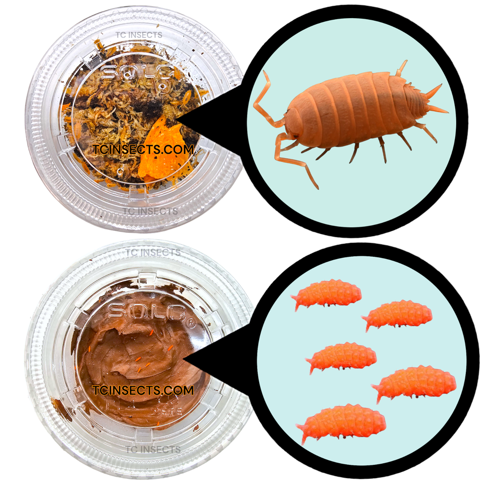 Combo | 25+ Powder Orange Isopods | 10 Orange Springtails | Free ...