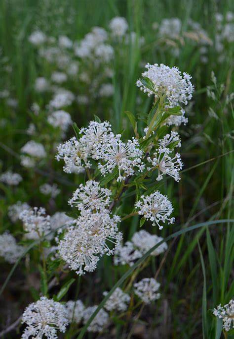 redroot, prairie redroot (Ceanothus herbaceous (syn C. ovatus)—100 ...