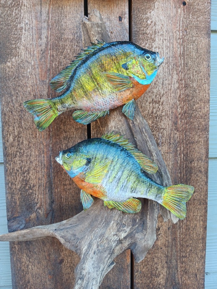 Beautiful New Real Skin 9 Inch Pair Bluegill Sunfish Taxidermy Fish ...