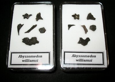 Permian Abyssomedon Parareptile skull plate fossil display Richards ...