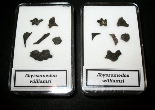Permian Abyssomedon Parareptile skull plate fossil display Richards ...