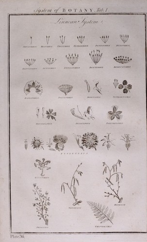 1788 ORIGINAL PRINT BOTANY LINNEAN SYSTEM MONANDRIA SYNGENESIA DIOECIA ...