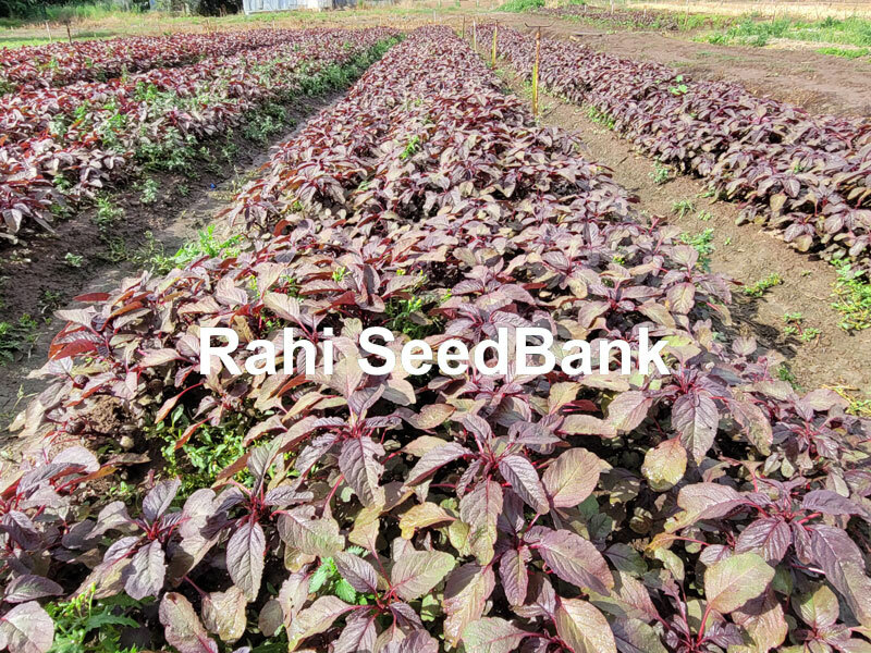 Amaranth Red Blood 100 Seeds Lal Shak Chu Hinn choy Rajgira Phak khom ...