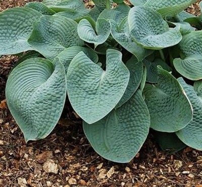 Hosta sieboldiana var. Elegans 9cm pot Large leaved Hosta variety Damp ...