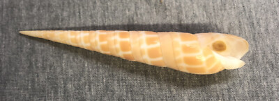 Terebra dimidiata (Dimidiate Auger) w/Operculum 104mm !!! | eBay