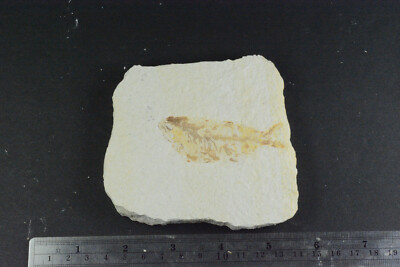 Hiodon falcatus, Mooneye, Fossil Fish, Green River Formation, Wyoming ...