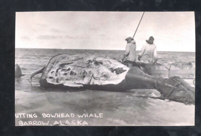 REAL PHOTO BARROW ALASKA WHALING WHALE FISHING CUTTING MEAT POSTCARD ...