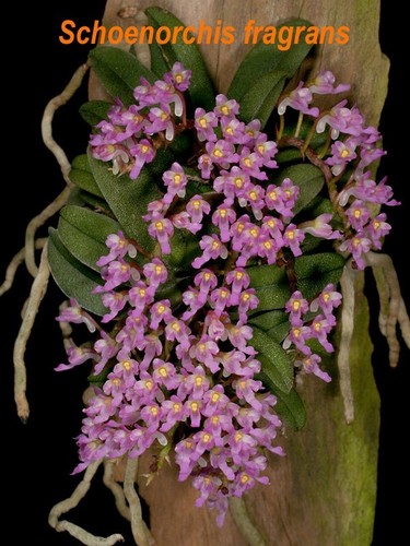 LOVELY SE ASIA MINIATURE ORCHID SPECIES Schoenorchis fragrans large BS ...