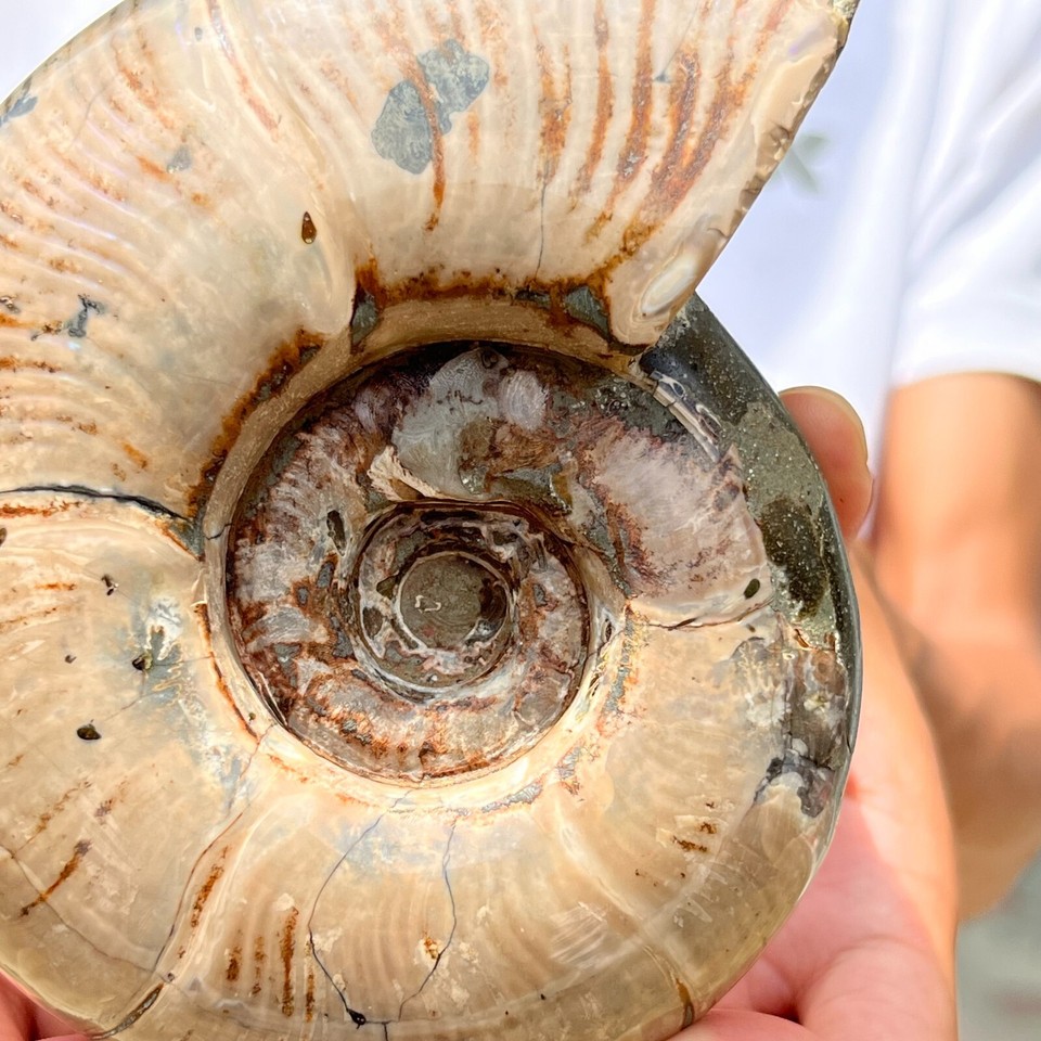898g Natural Puzosia Diegoensis Ammonite Fossil Conch Crystal Mineral ...