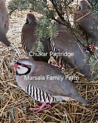 12 + Chukar Partridge Hatching Eggs-Presale-Ships March/April | eBay