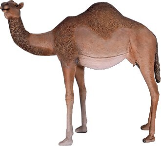 85" Life Size Tan Male Camel Resin Statue Nativity Prop Display Zoo ...