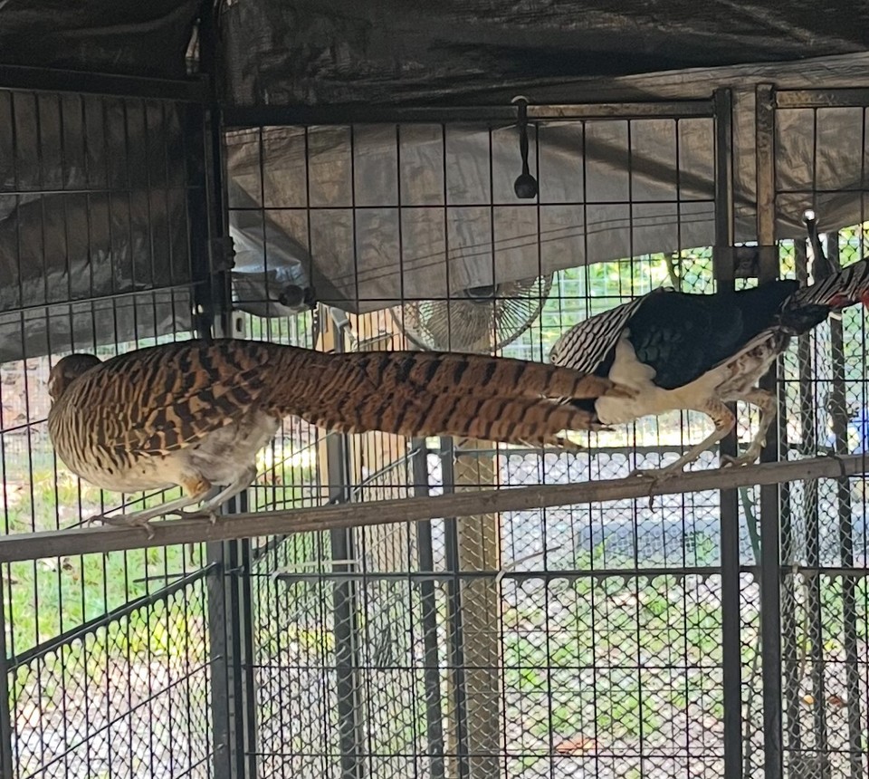 Lady Amherst Pheasant Fertile Hatching Eggs "2" | eBay