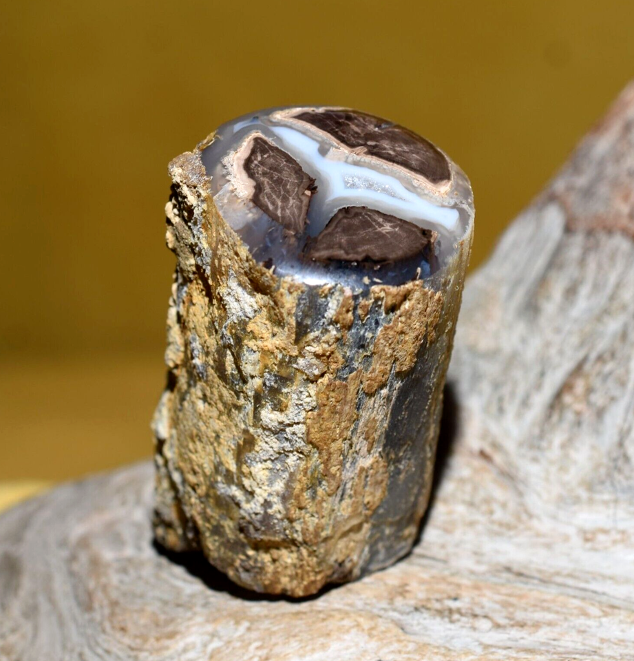 Amazing Blue Forest Agatized Petrified Eocene Wood Fossil Tree Limb ...
