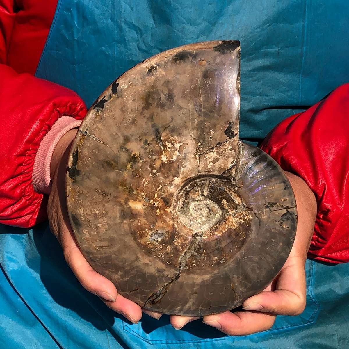 2pcs 6.42LB Natural Horn Screw Fossil Ammonite Conch Crystal Specimen ...