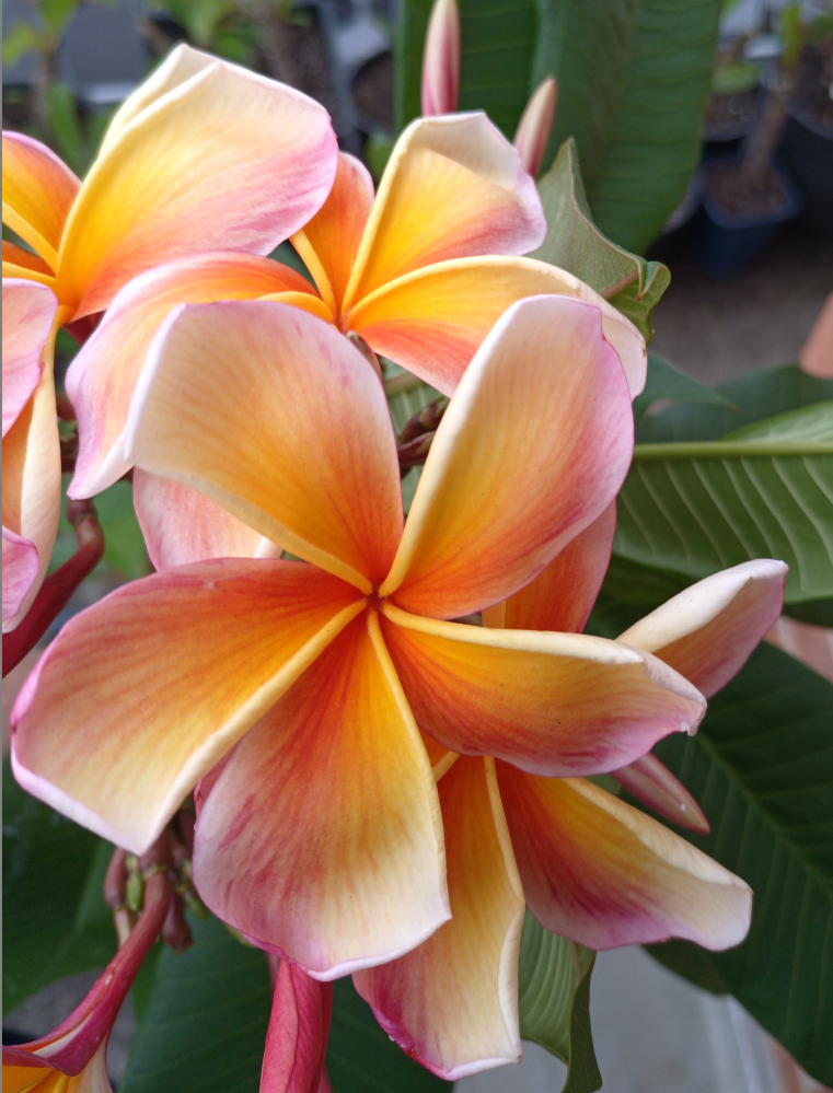 1 x 38cm. Fruit Salad Frangipani Cuttings, Cutting. Thick. 3 Tips. | eBay
