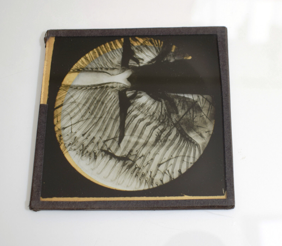 Microscope Photo INSECT ANTENNA C1890 VICTORIAN Magic Lantern Slide ...