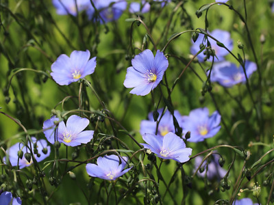 500 g GEMEINER LEIN Samen - Linum usitatissimum - Flachs Saatgut Öllein ...