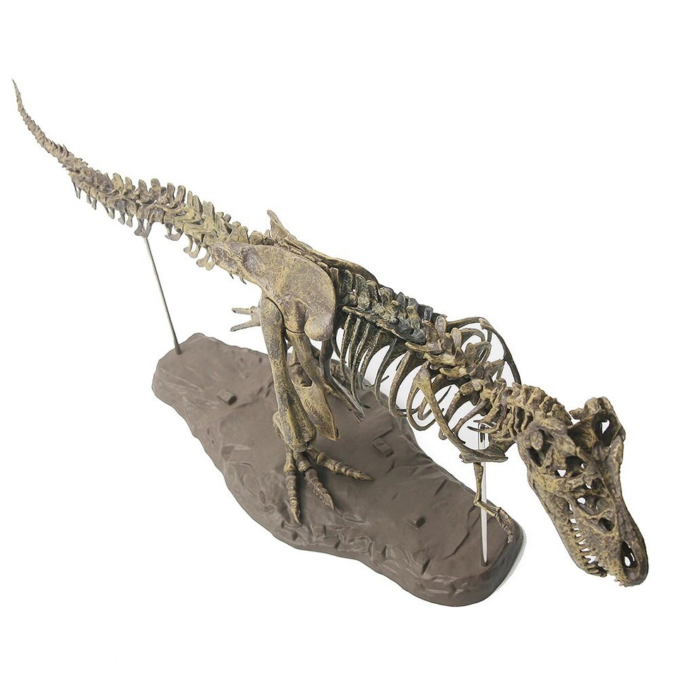 Tyrannosaurus Rex Assemble Skeleton Large Dinosaur Fossil Skull Animal ...