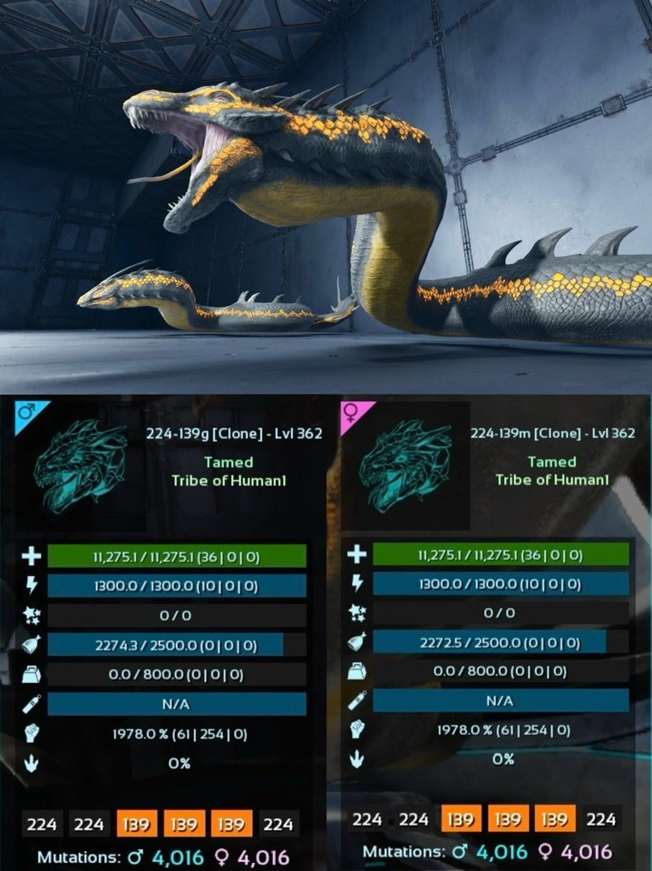 Basilisk Pair Level 362 Clone ARK🦕 Survival Ascended ASA PVE PC/XBOX/PS ...