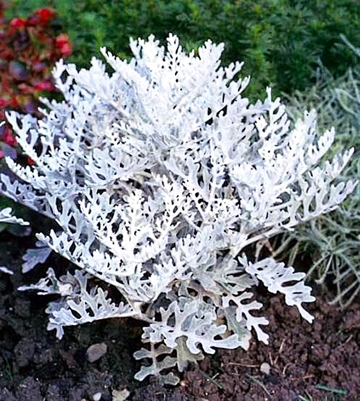 Dusty Miller Silver Dust
