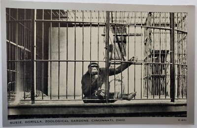 Cincinnati, OH Famous Susie Gorilla at Zoological Gardens Vintage ...