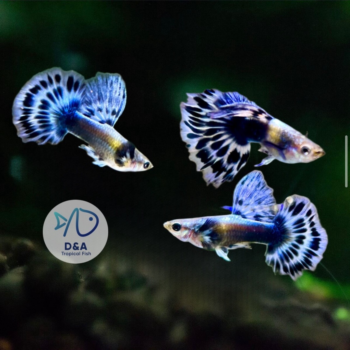 Guppies Aquarium Fish