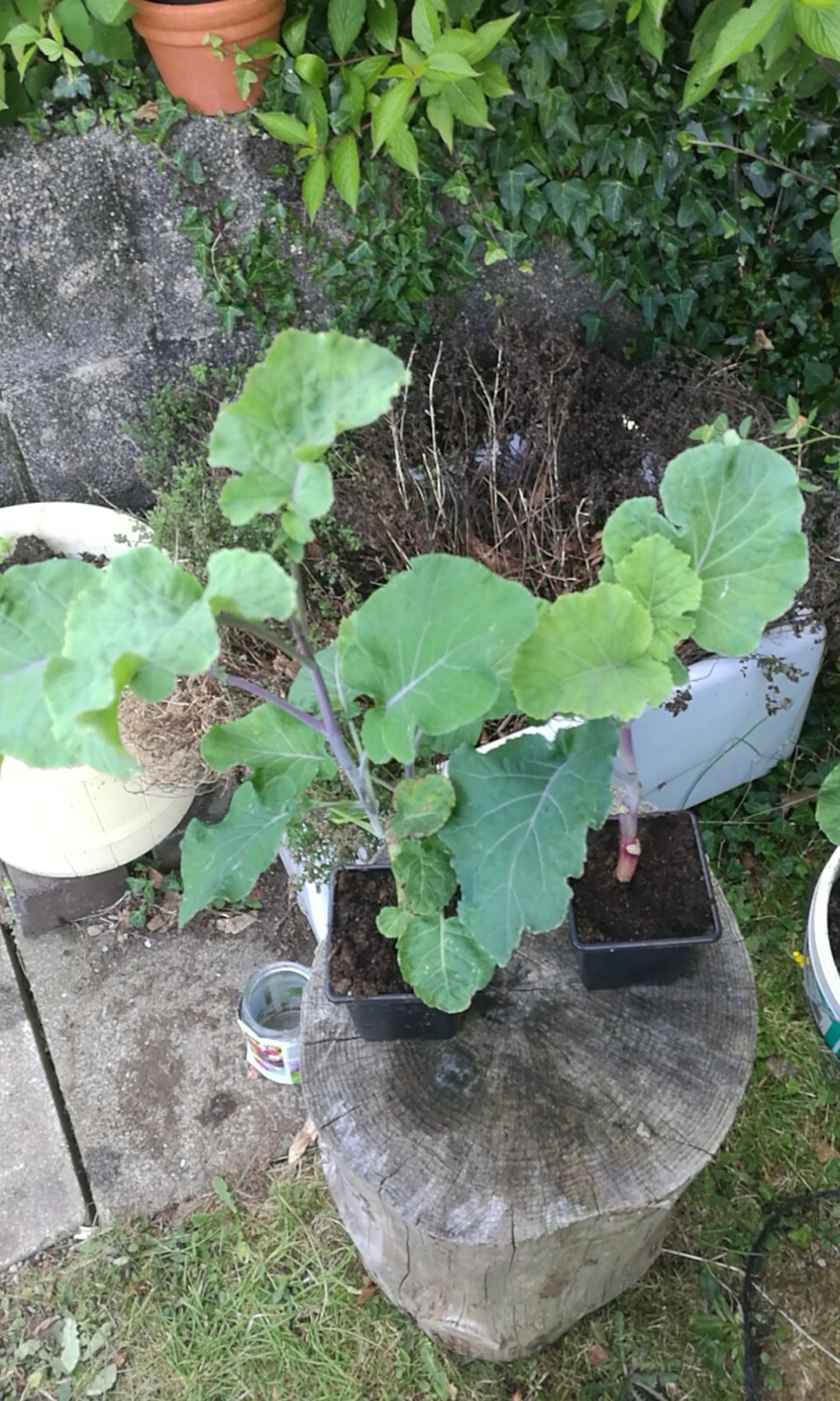 3 large well rooted Purple Tree Collard Kale trees perennial organic ...