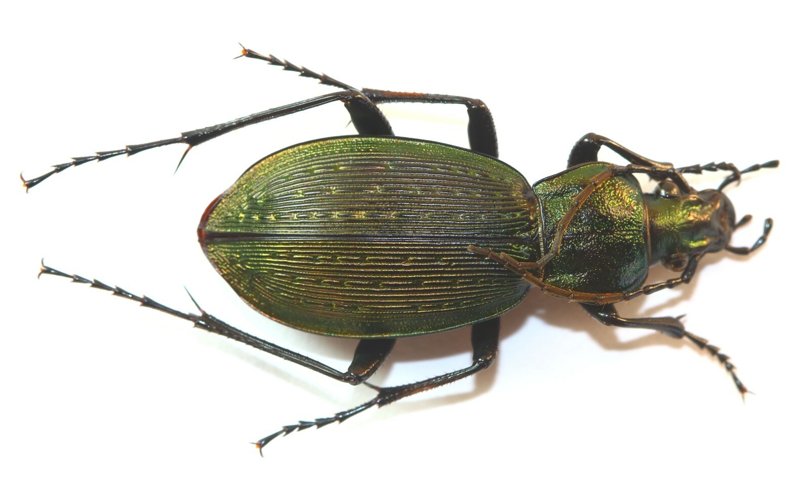 COLEOPTERA, CARABIDAE, CARABUS INSULICOLA from JAPAN | eBay