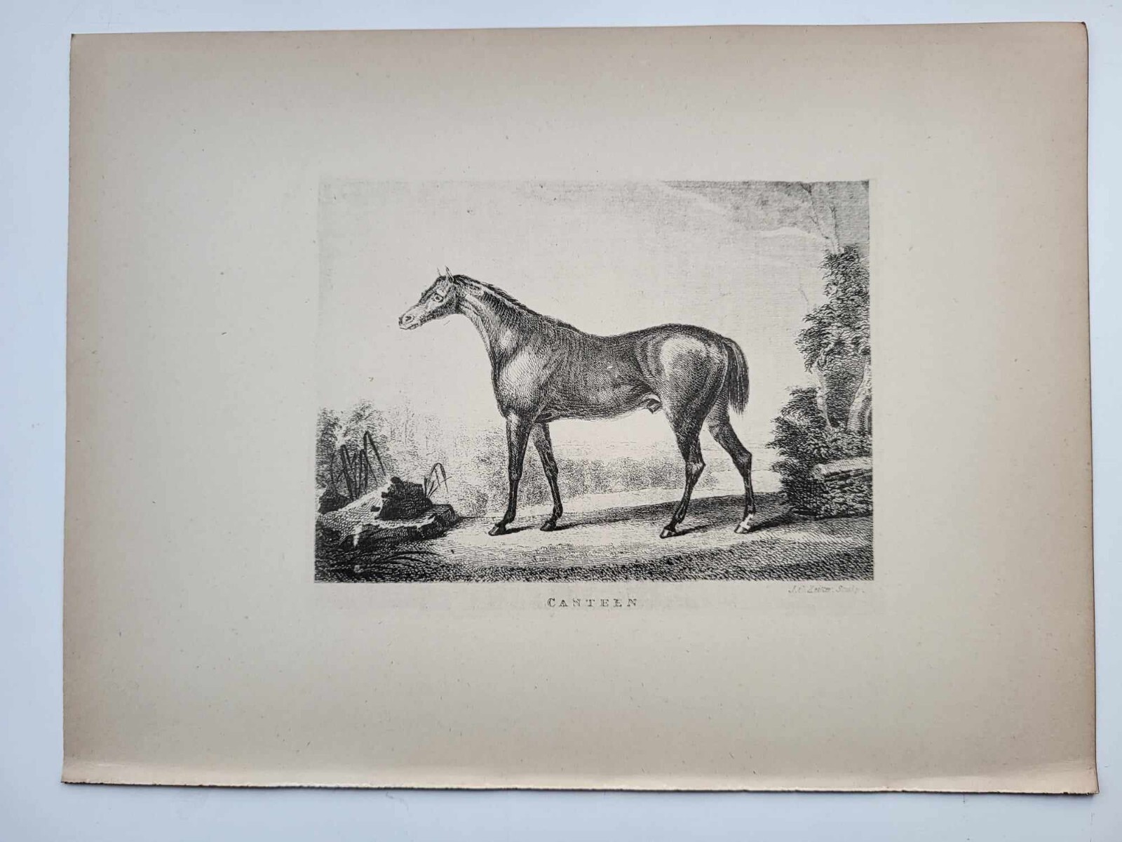 Vintage Antique Print 1887 Portraits Famous Racehorses Canteen Foaled ...