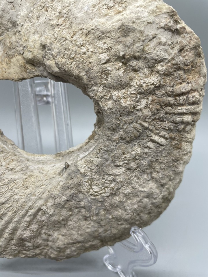 Texas Ammonite Fossil Oxytropidoceras 7 inches Natural Color Extinct ...