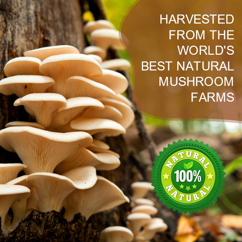 10x Mushroom Complex Supplement, Lions Mane, Reishi, Shiitake, Immune ...