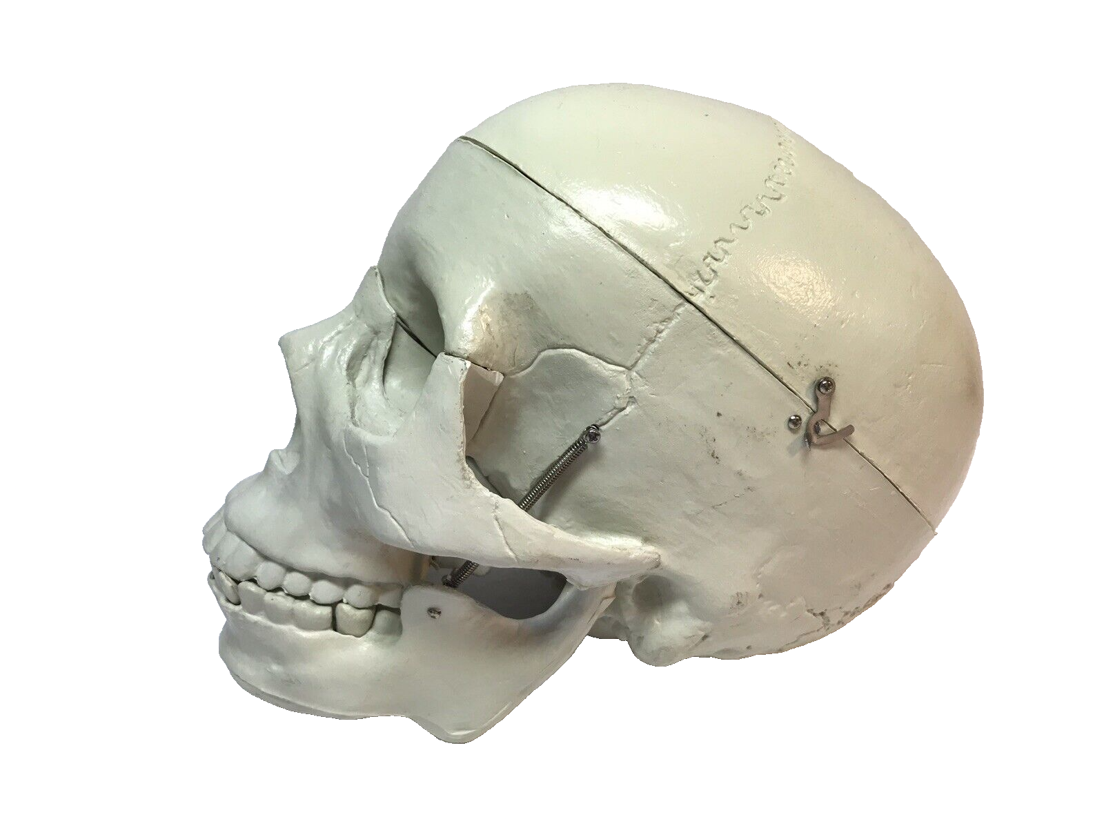 Anatomical Skull Model Educational Life Size Removeable Teeth Hinge Jaw ...