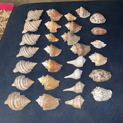 Huge Lot Of 29 Fighting Conch Whelk And Other Sea Shells | eBay
