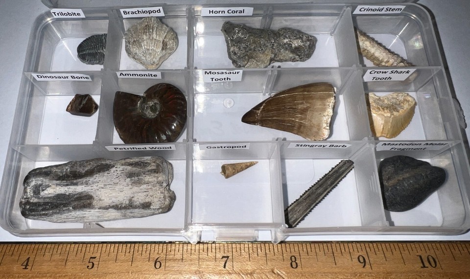 Labeled 12 REAL Fossil Lot Collection MOSASAUR, DINOSAUR, ICE AGE ...