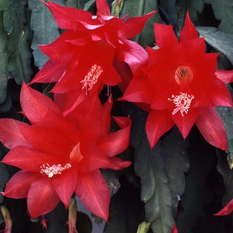 EPIPHYLLUM Red Orchid Cactus XXL ACKERMANII red Flowers extra XL ...