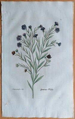 Linum arvense - Large Botanical Print Knorr Thesaurus - 1789 | eBay