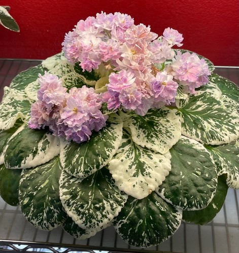 African Violet, Hunter's Wonderland (STND); New Intruduction! Perfect ...