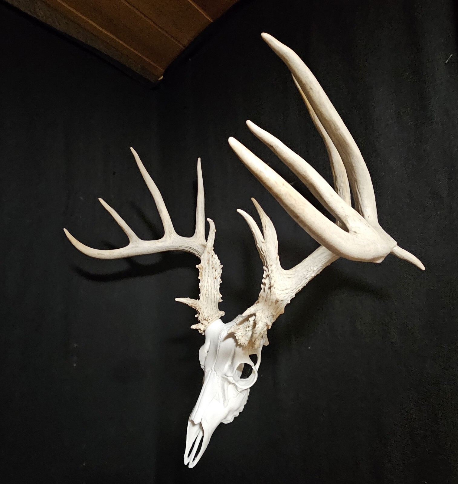 HUGE 190" Whitetail Deer Shed Antlers Skull 16 Point Buck! Wedding ...