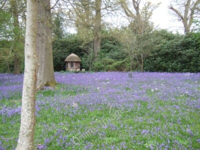 Photo 6x4 Bluebells in Shobrooke Park Crediton c2010 | eBay UK