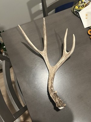 Fresh 4 Point Mule Deer Shed Antler For Home/ Cabin Decor. Dropped This ...