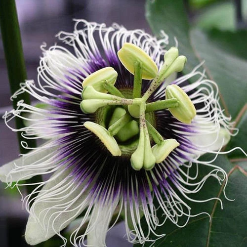 Passiflora Edulis Vine