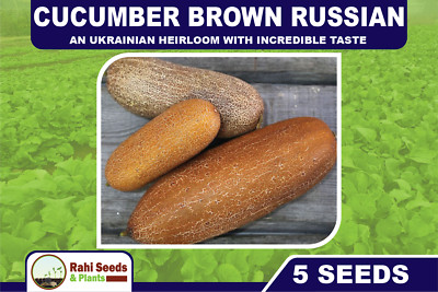 Cucumber Brown Russian - An Ukrainian Heirloom with Incredible Taste ...