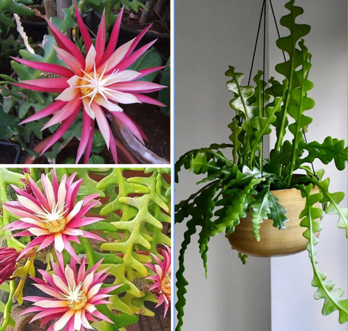 EPIPHYLLUM DISOCACTUS ANGULIGER CUTTINGS FISHBONE CACTUS 39-1 | eBay ...
